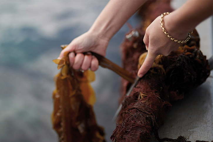 PHYTOMER, nos engagements pour la mer