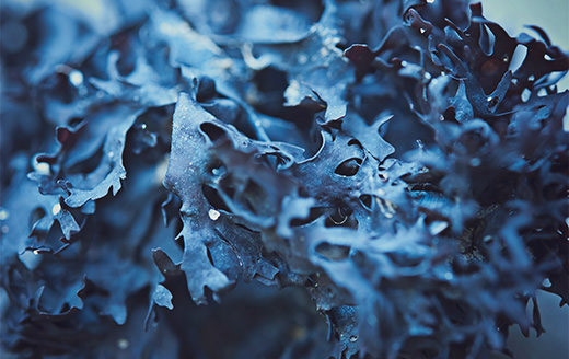 PHYTOMER, nos engagements pour la mer